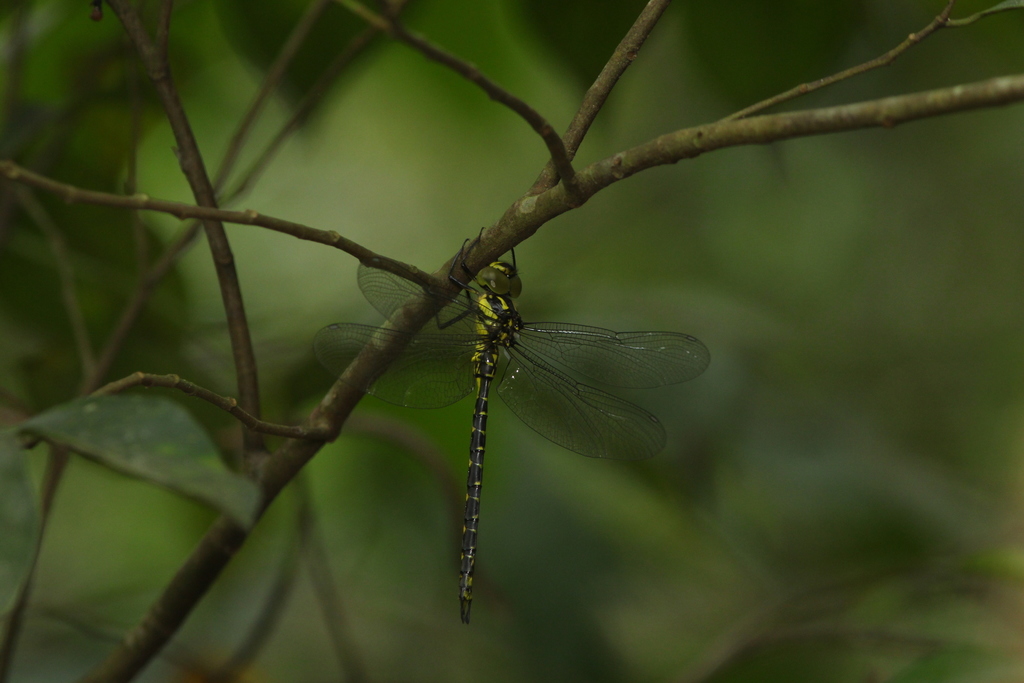 Planaeschna taiwana from 台灣基隆市 on June 22, 2019 at 10:07 AM by Tyus Ma ...