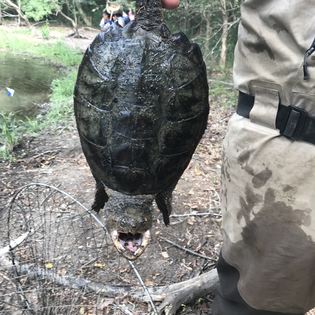 Common Snapping Turtle from Jeff Phifer Rd, Wingate, NC, US on ...