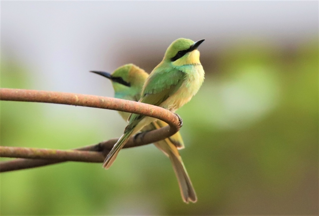 Asian Green Bee-eater from Kottayam, IN-KL, IN on August 21, 2019 at 03 ...