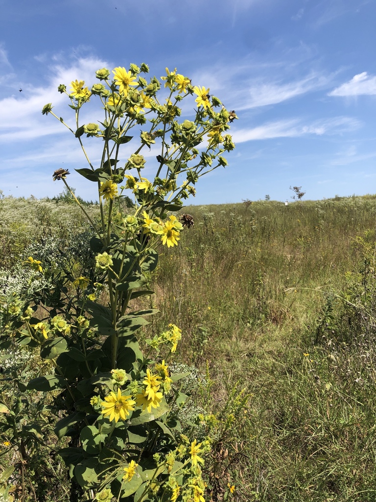 Old Cahaba Rosinweed from Dallas County, US-AL, US on September 20 ...
