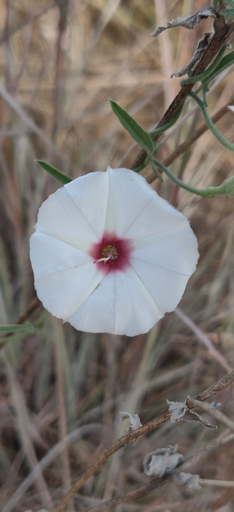 Texas bindweed from Austin, TX 78733, USA on September 24, 2019 at 10: ...