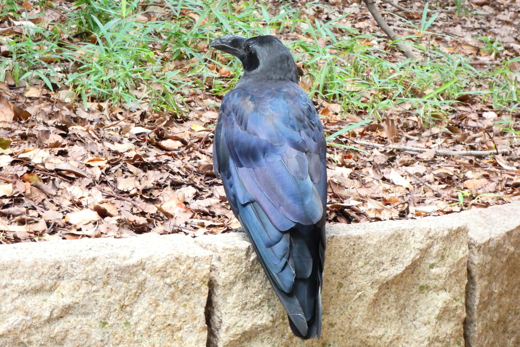 Japanese Crow from Yoyogikamizonocho, Shibuya, Tokyo 151-0052, Japón on ...
