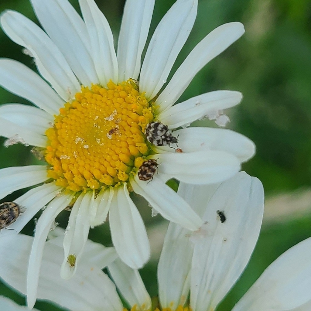 Varied Carpet Beetle from Willenhall WV13, UK on 15 June, 2025 at 01:51 ...