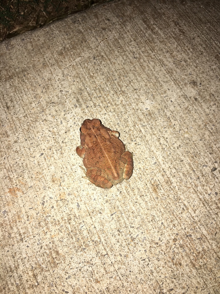 American Toad from Crimson Rose Dr, Huntsville, AL, US on September 23 ...