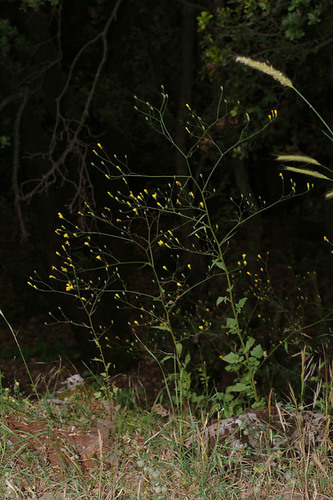 Subspecies Lapsana communis pisidica · iNaturalist