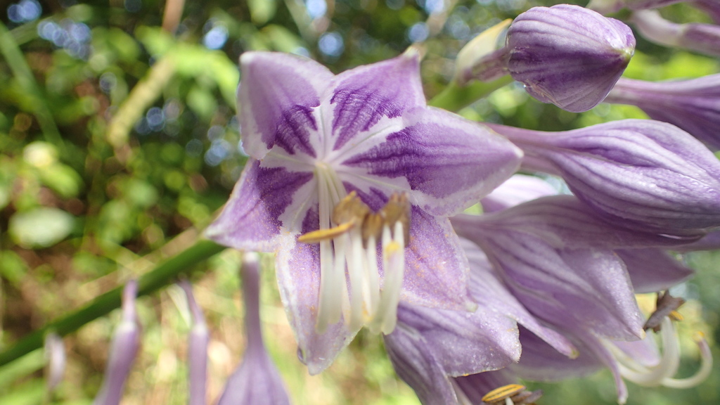 Blue Plantain-lily from 中国湖南省常德市石门县 on July 12, 2016 at 08:12 AM by ...