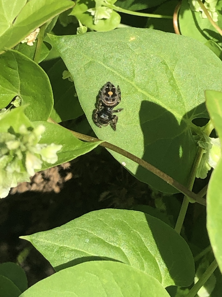 Bold Jumping Spider from N Ravenswood Ave, Chicago, IL, US on September ...