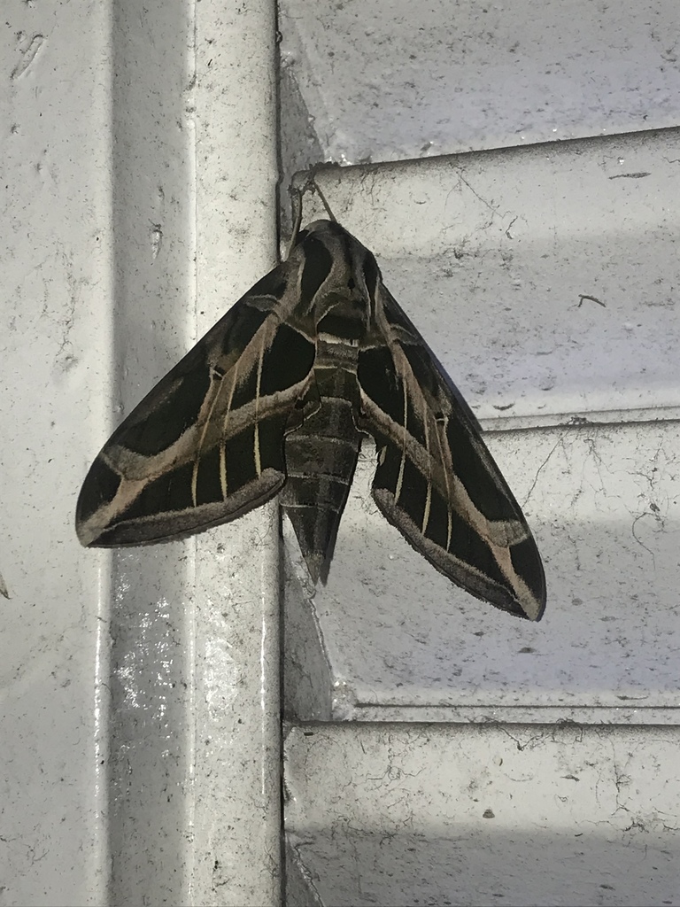 Vine Sphinx from Prolongación 12 de Octubre, Tepic, NAY, MX on ...