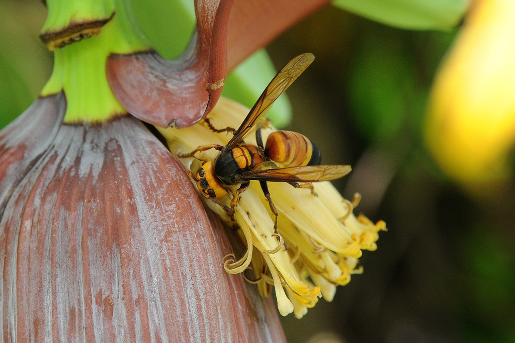 Southern Giant Hornet from 香港蕉徑彭屋 on October 9, 2016 at 12:53 PM by WK ...