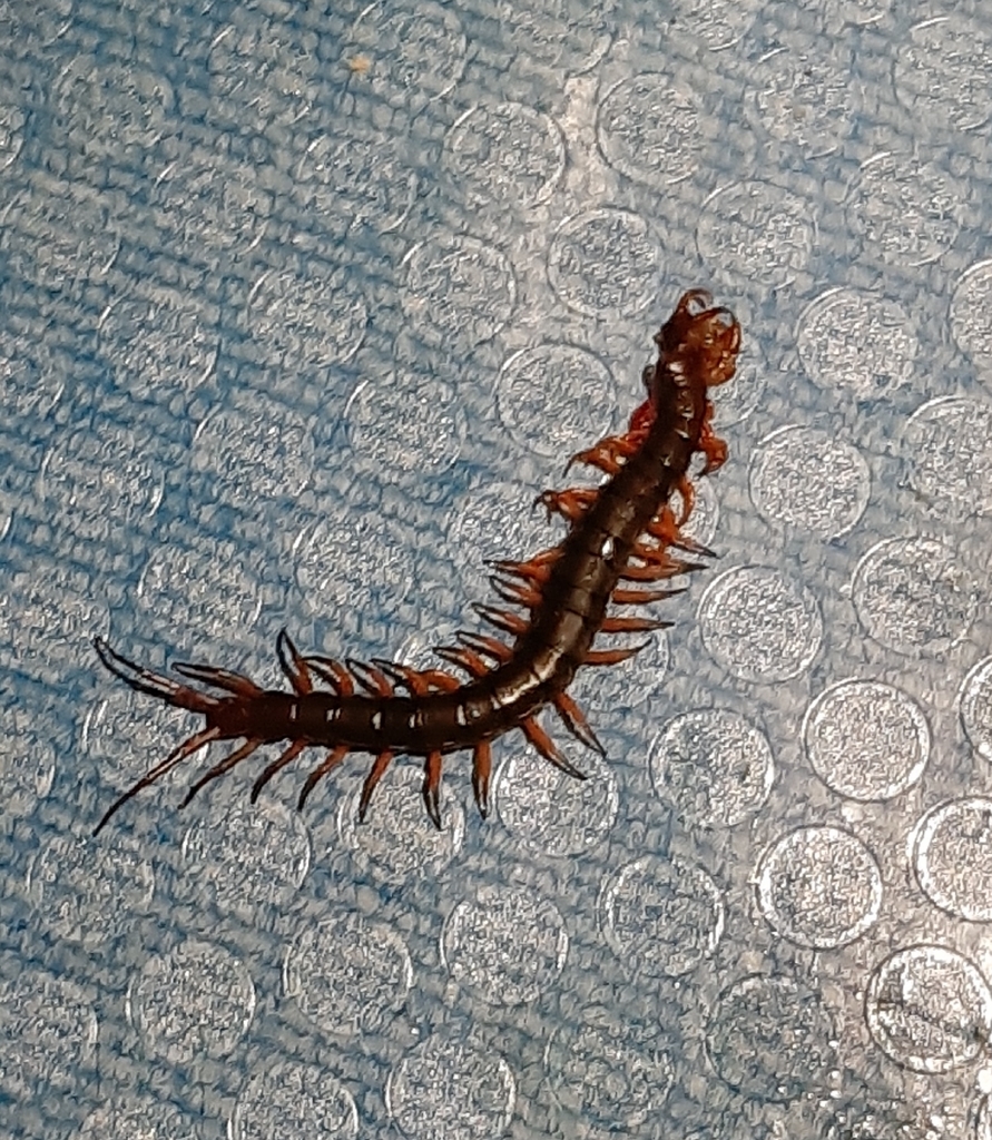 Pacific Giant Centipede from Salvacion, Busuanga, Palawan, Philippines ...