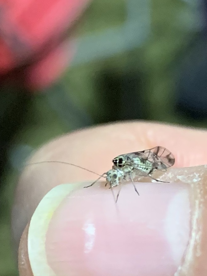Psocomorpha from U St, Benton, AR, US on September 24, 2019 at 07:40 PM ...