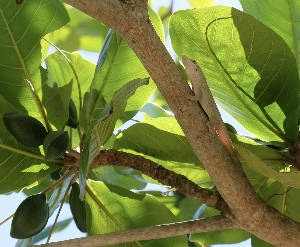 Bronze Anole from Cedros, Trinidad and Tobago on September 24, 2019 at ...
