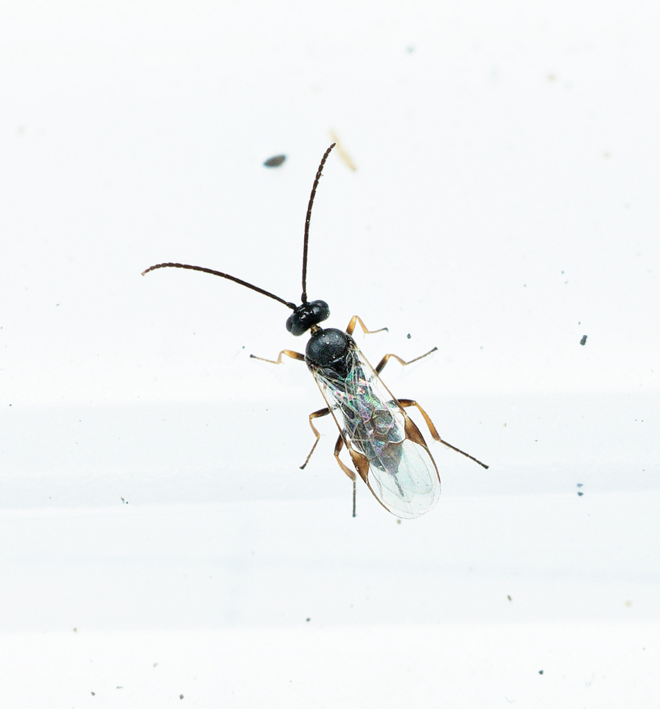 Cabbage White Parasitoid Wasp in June 2025 by Lane Nielson · iNaturalist