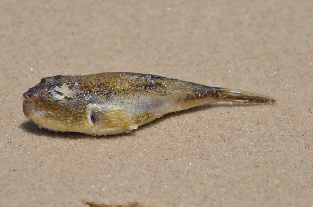 Whitley's Toadfish from Bribie Island, Queensland 4507, Australia on ...