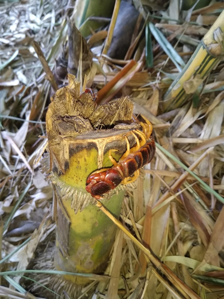 Amazonian Giant Centipede from Santa Marta, Magdalena, Colombia on ...