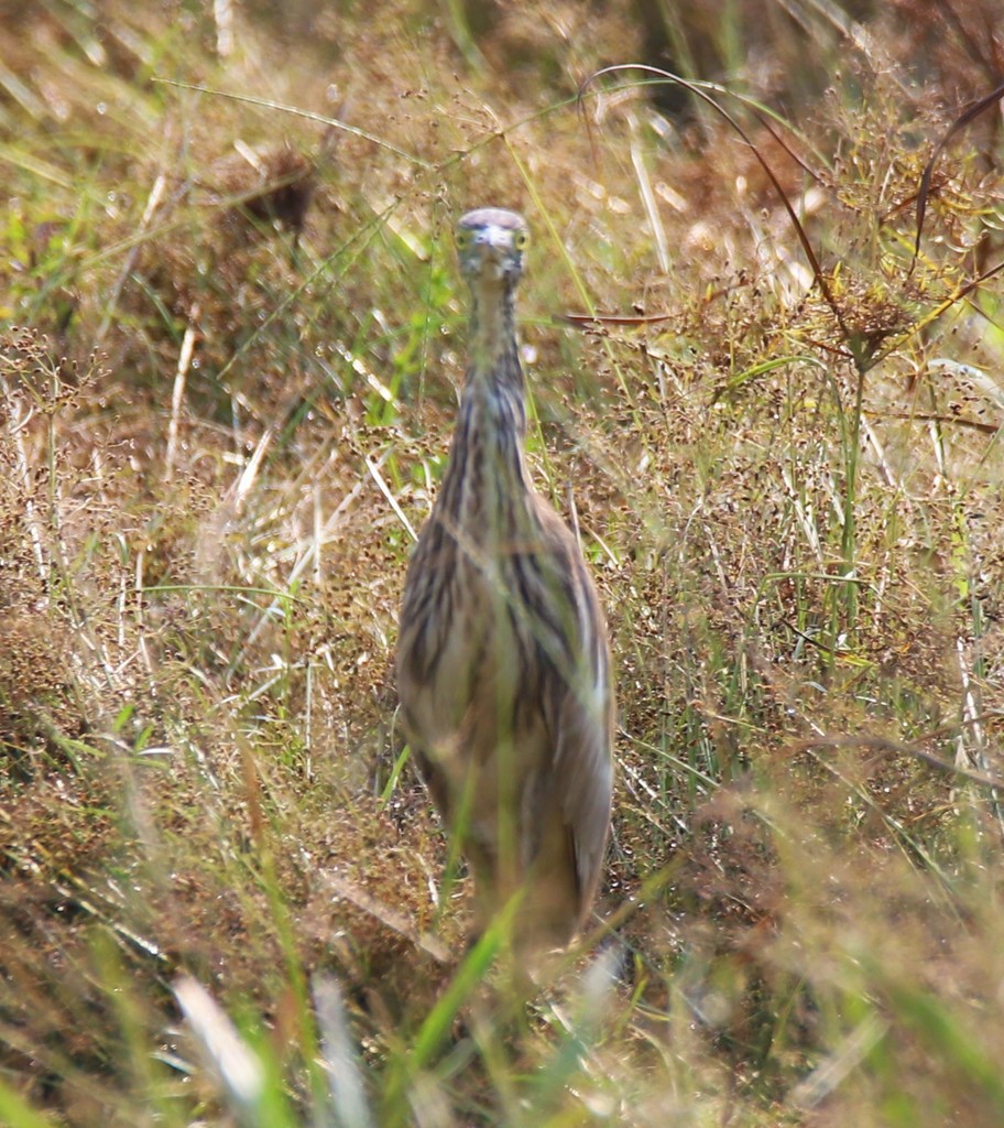 Indian Pond-Heron from Pathanamthitta, Kerala, India on April 15, 2019 ...