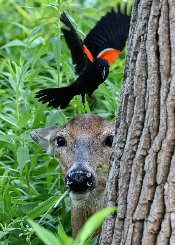 Red-winged Blackbird from West Ridge Nature Preserve, Chicago, IL, US ...