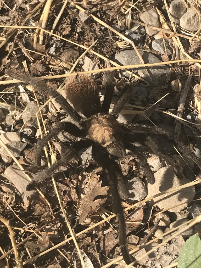 Desert Tarantula from Settlement Canyon Rd, Tooele, UT, US on September ...