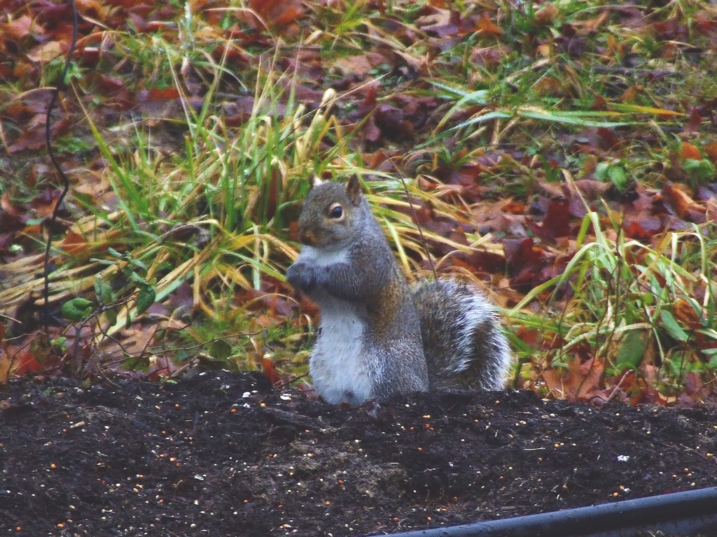 Eastern Gray Squirrel from Stanbery Park, Cincinnati, OH, US on January ...