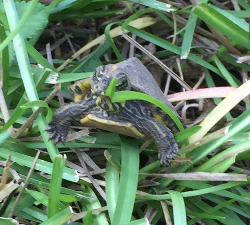 Cooters on September 25, 2019 at 11:07 AM by srob · iNaturalist