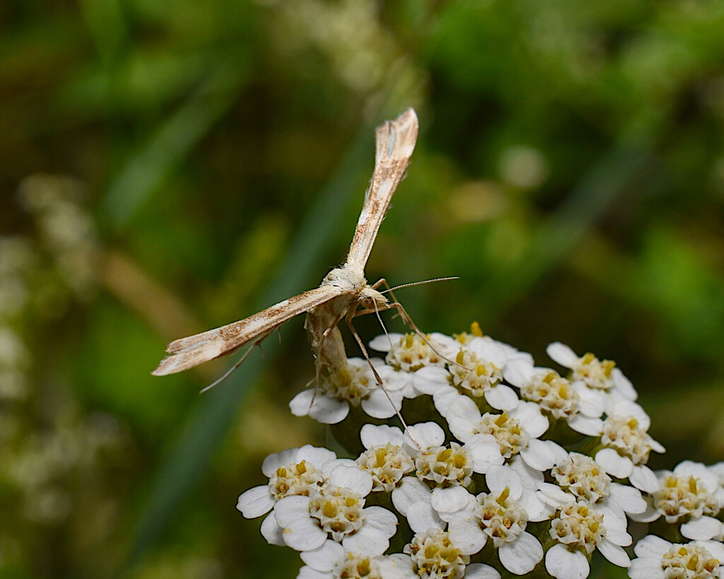 Yarrow Plume Moth from Arthurdale, WV, USA on June 20, 2025 by Tucker J ...