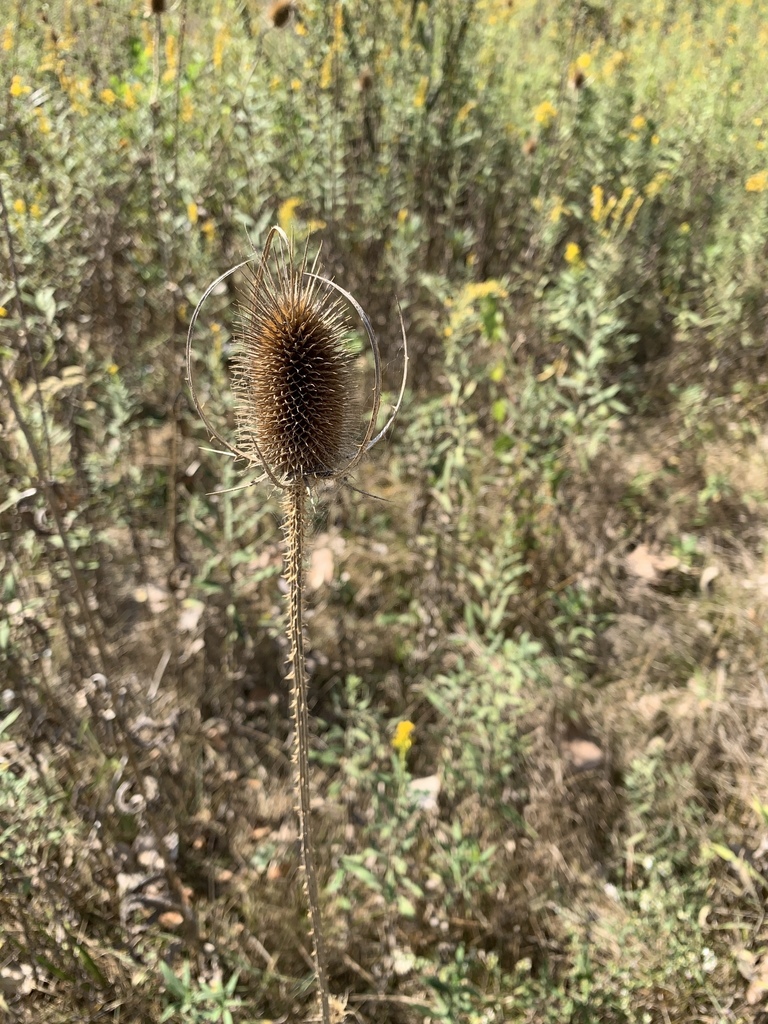 wild teasel from Alum Creek State Park, Lewis Center, OH, US on ...