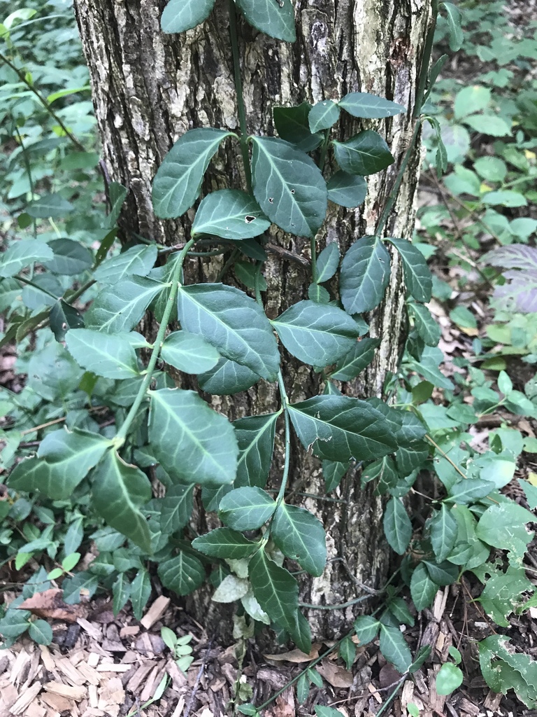 fortune's spindle from Sappington Rd, Sunset Hills, MO, US on September ...