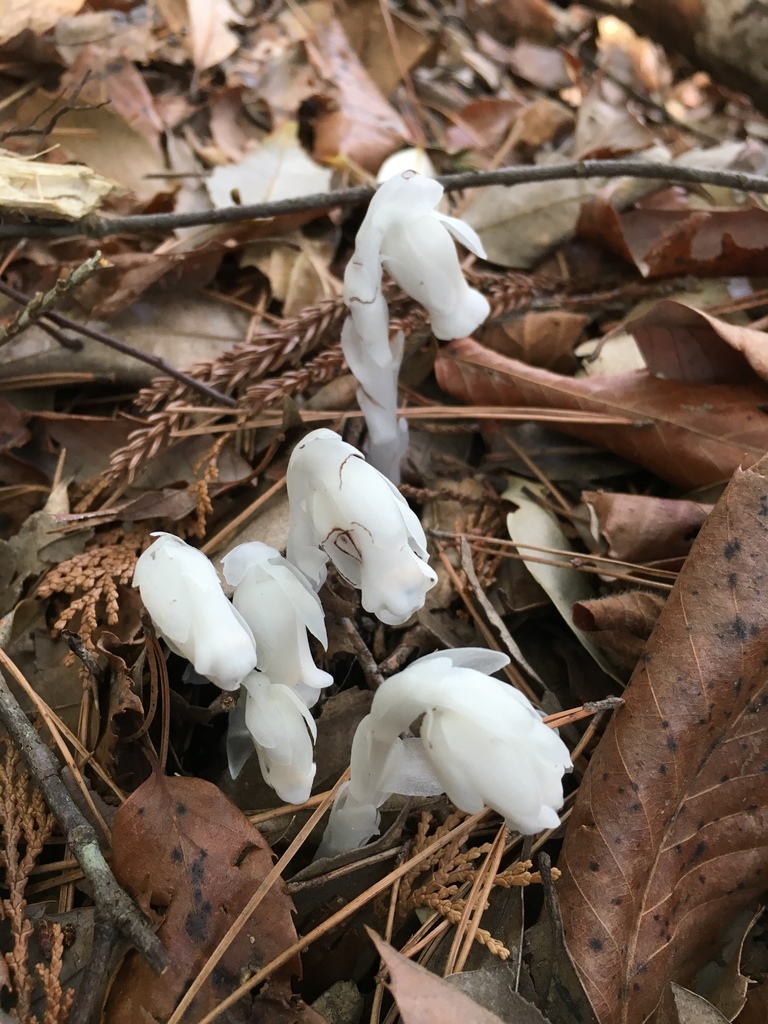 Monotropastrum humile from 大平, 磐田市, 静岡県, JP on April 8, 2018 at 01:46 ...