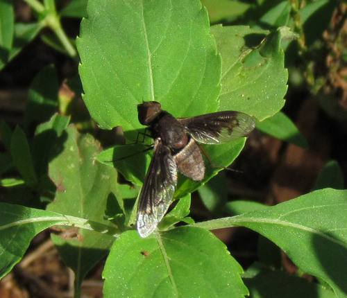 Nyia pilatei · iNaturalist