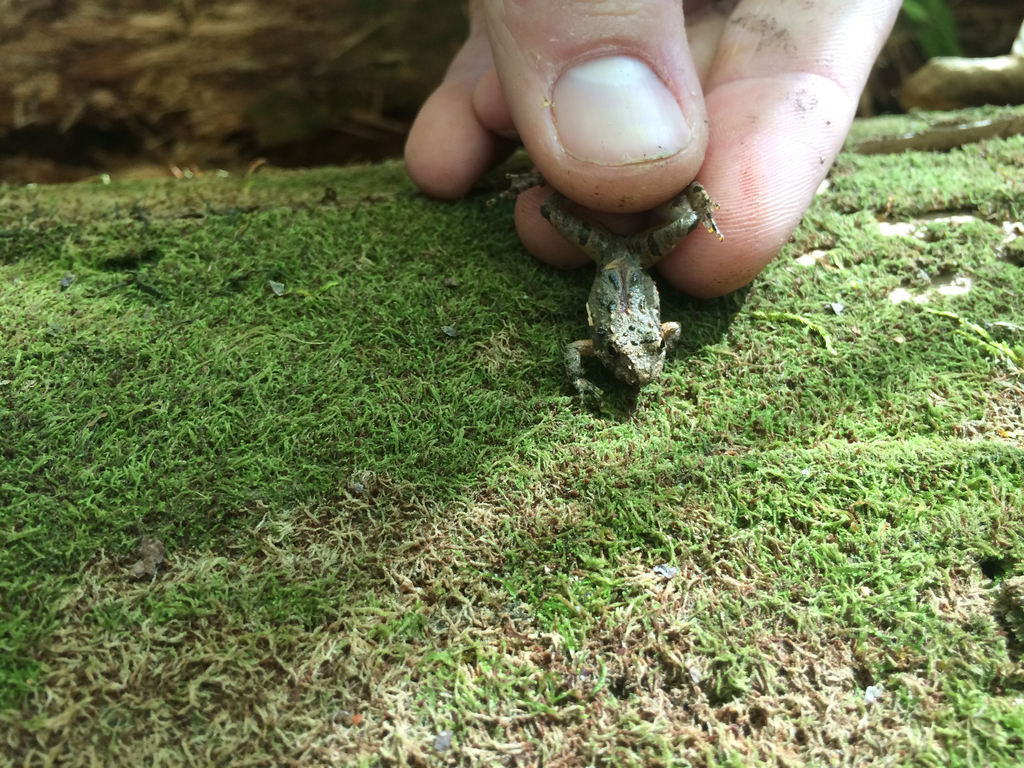Northern Cricket Frog from William B. Umstead State Park, Raleigh, NC ...