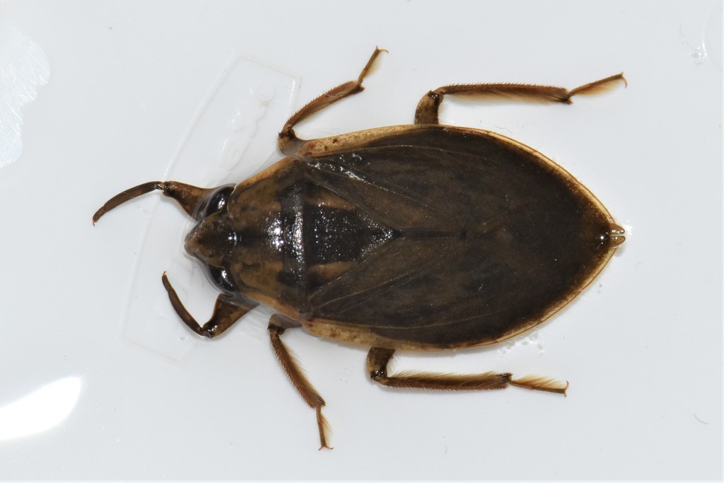 Japanese Giant Water Beetle