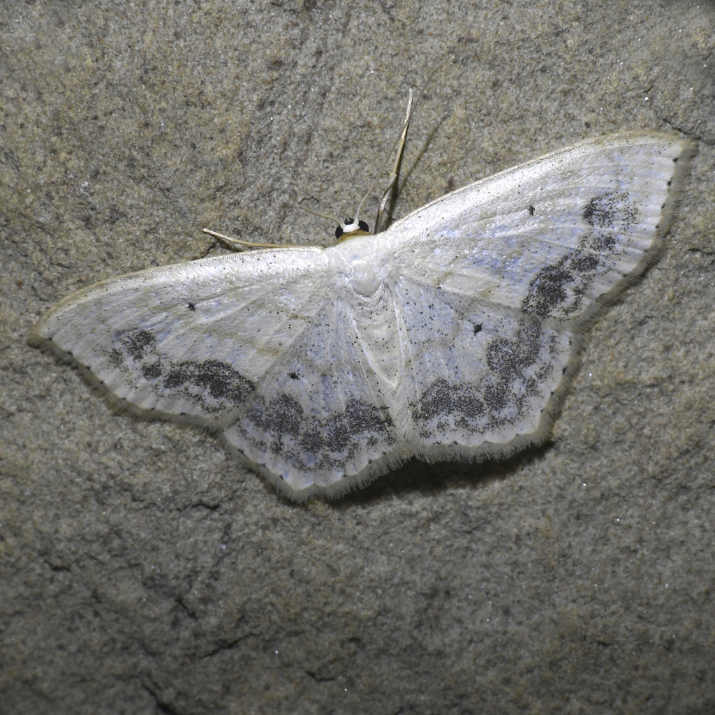 Large Lace-border Moth from Brown County, IN, USA on June 20, 2025 at ...