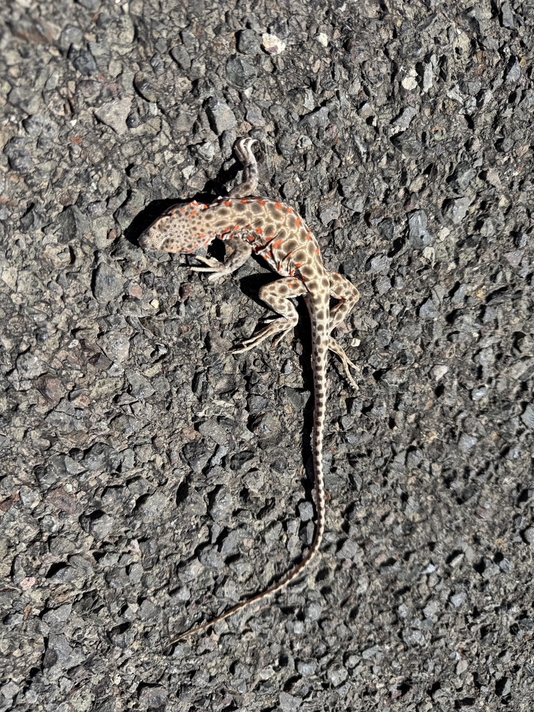 Long-nosed Leopard Lizard in June 2025 by Elliott Bury · iNaturalist