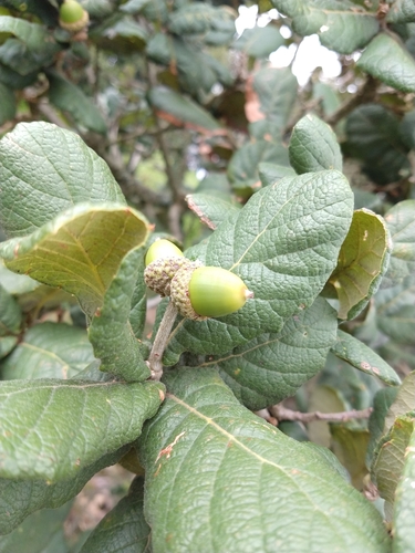 Encino quiebra hacha (Quercus rugosa)