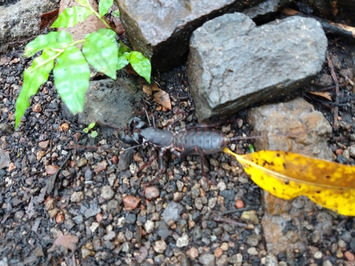 Observations by iabjmartinez · iNaturalist