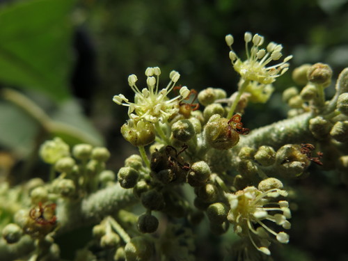 Copalchí (Croton niveus)