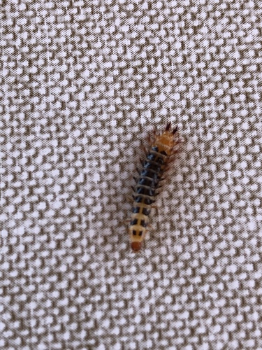 Observations by robertoviscardi · iNaturalist