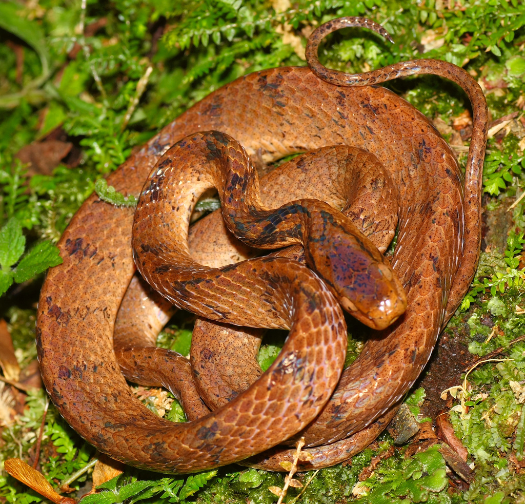 Formosa Slug Snake from baling, taiwan on July 4, 2011 by kkchome ...