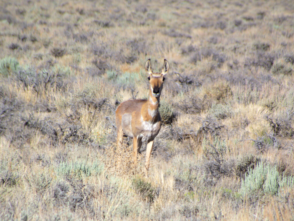 Pronghorn from Nye County, NV, USA on June 20, 2025 at 06:03 PM by Ryan ...