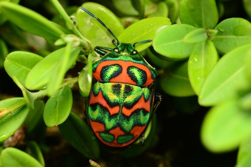 Poecilocoris splendidulus · iNaturalist United Kingdom