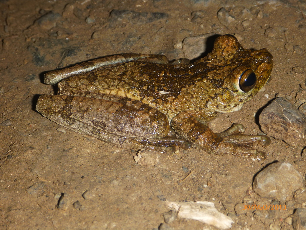 Rosenberg's Gladiator Frog from Sucre, Manabi, Ecuador on August 30 ...