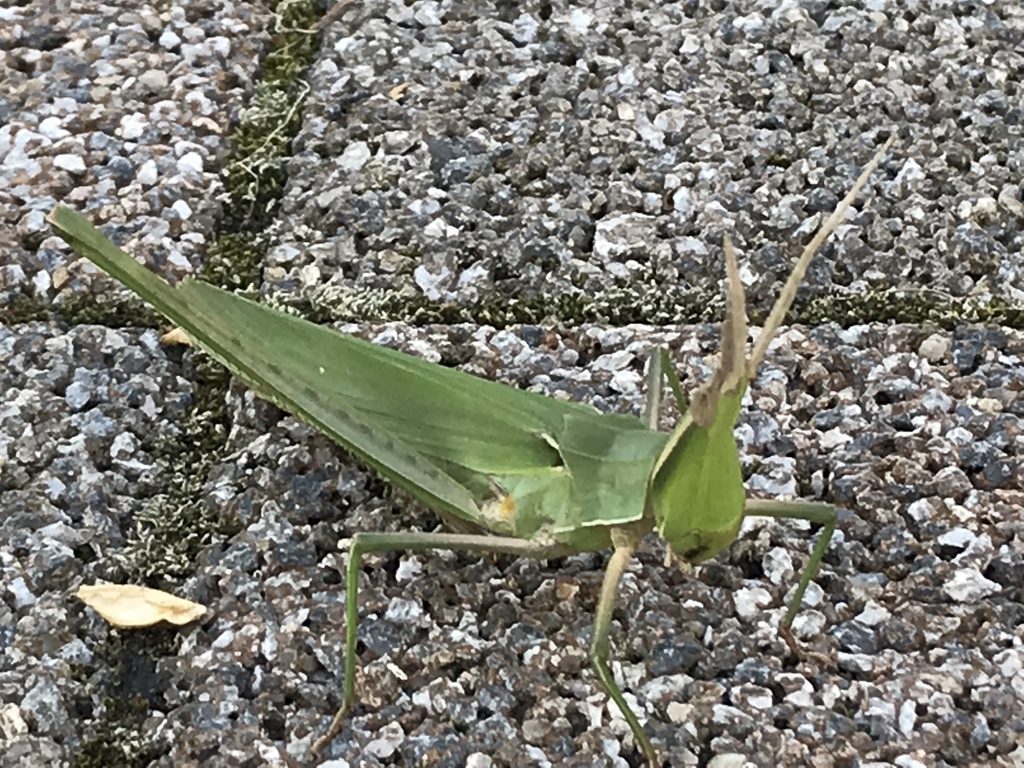 Oriental Longheaded Locust from Symbol Promenade Park, Koto-Ku, Tokyo ...