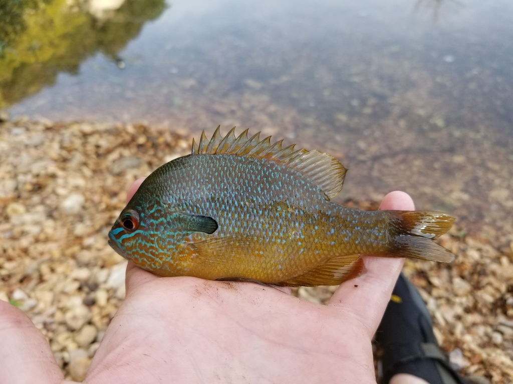 Longear Sunfish from Stone County, MO, USA on September 26, 2019 at 05: ...