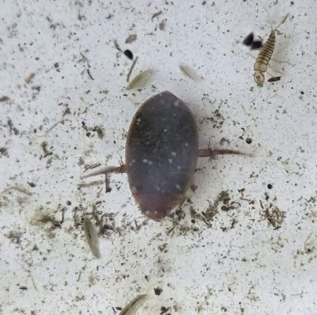 Graphoderus liberus from Parkland County, AB, Canada on June 22, 2025 ...