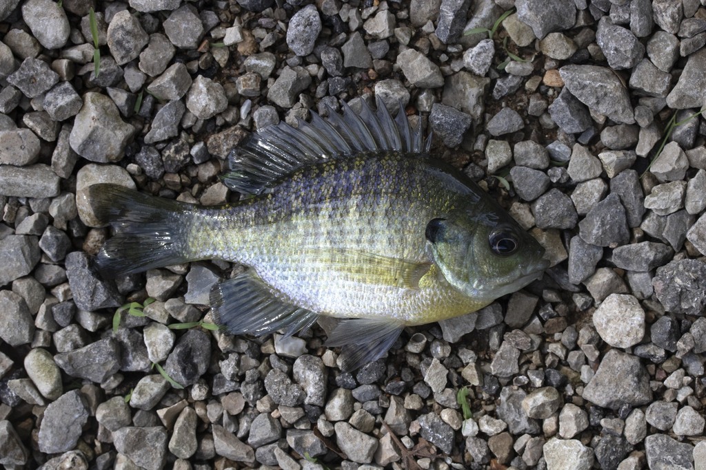 Bluegill from Stone County, MO, USA on September 26, 2019 at 02:34 PM ...