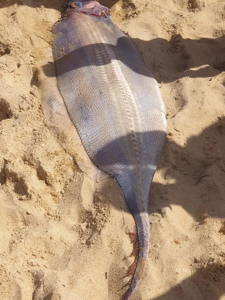 Dealfish (Trachipterus arcticus) - Marine Life Identification