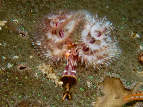 Spirobranchus gardineri · iNaturalist