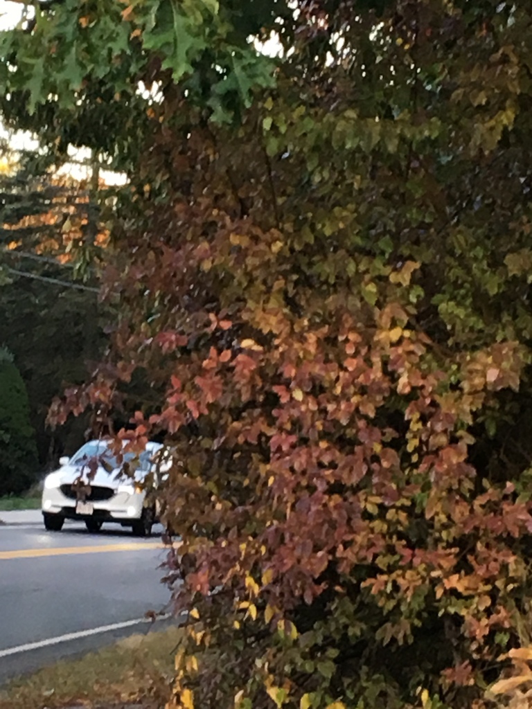 scarlet oak from High St, Westwood, MA, US on September 27, 2019 at 06: ...