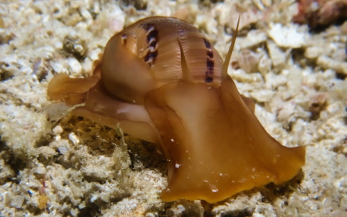 Tanea euzona · iNaturalist