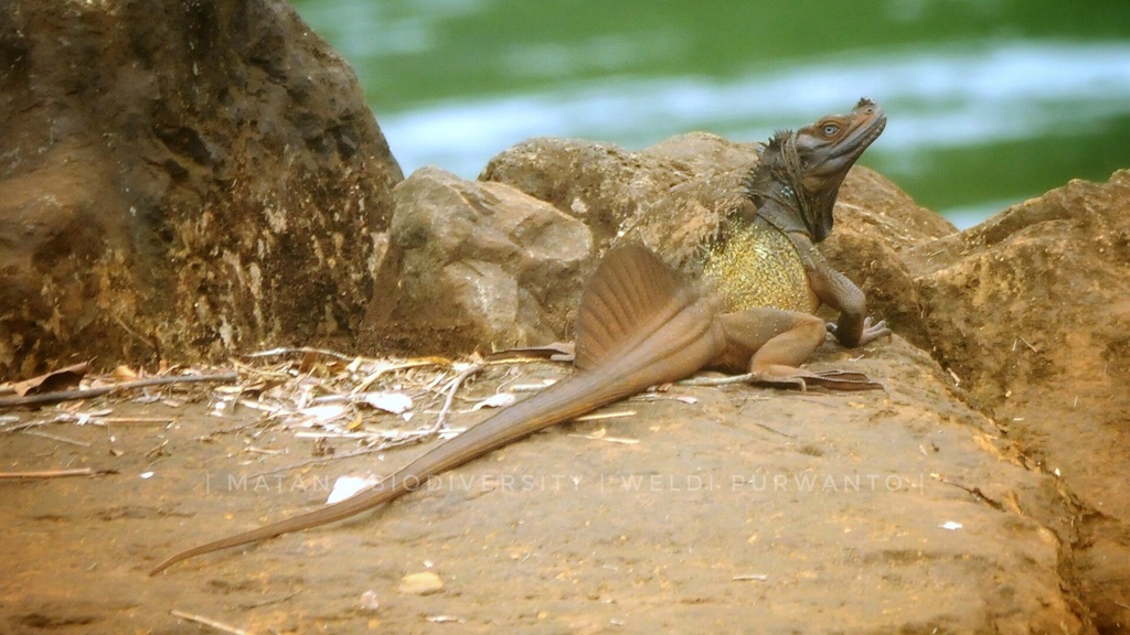 Sulawesi Sailfin Lizard from Balambano, Wasuponda, East Luwu Regency ...